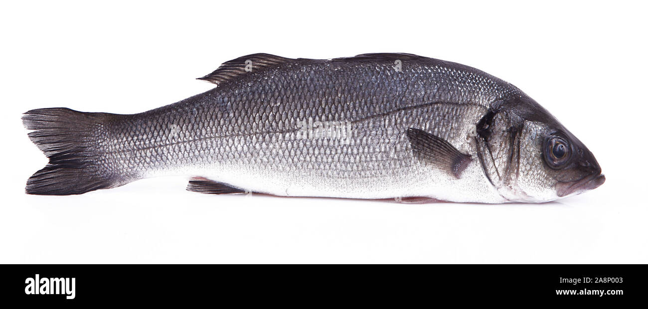 fresh bass on white background Stock Photo - Alamy