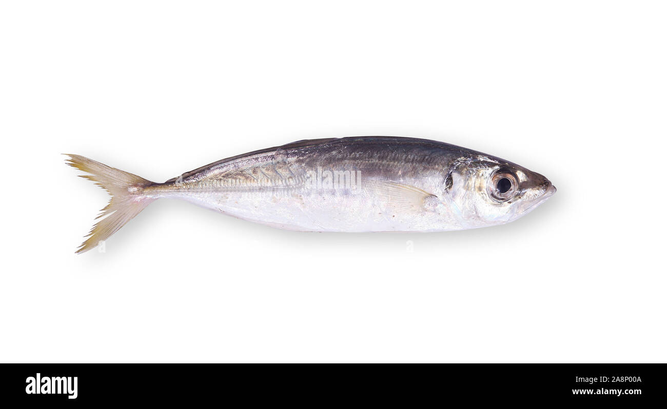 fresh anchovy on white background Stock Photo - Alamy
