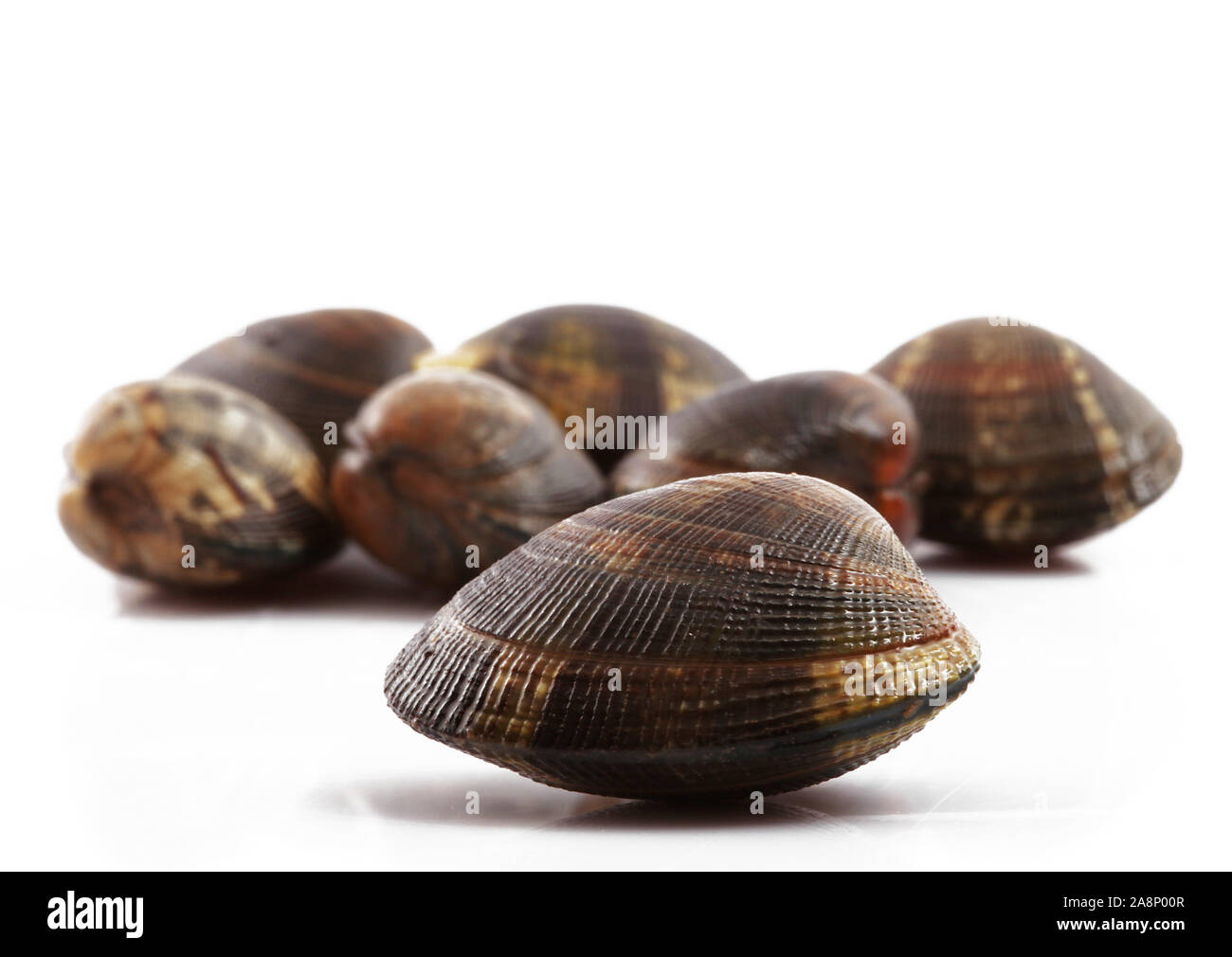 isolated fresh clams on white background Stock Photo - Alamy