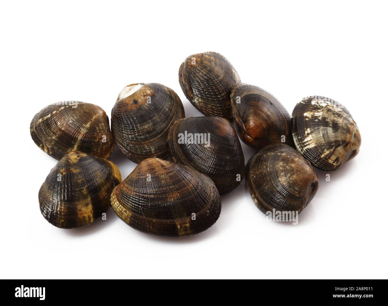 isolated fresh clams on white background Stock Photo - Alamy