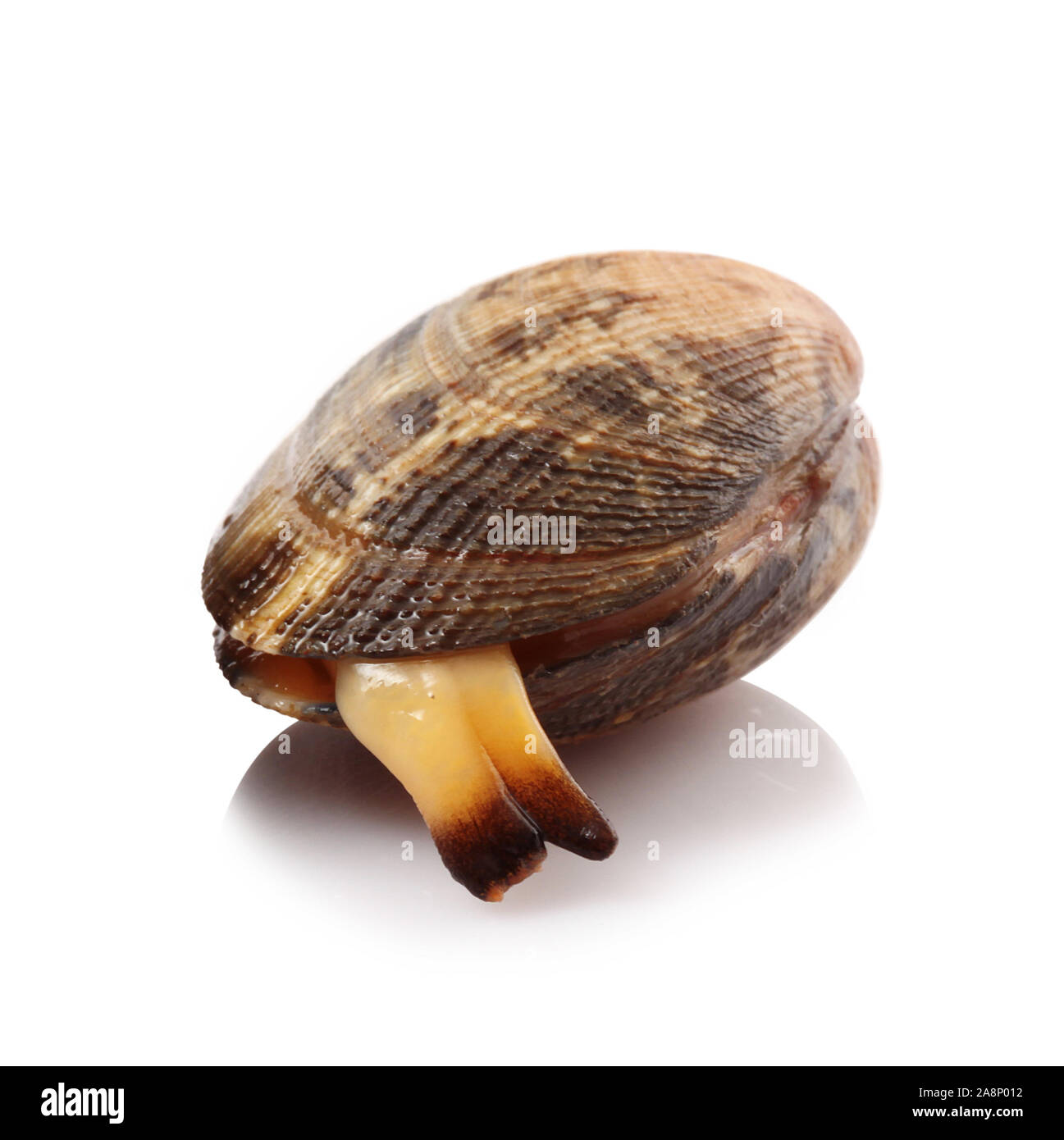 isolated fresh clam on white background Stock Photo - Alamy
