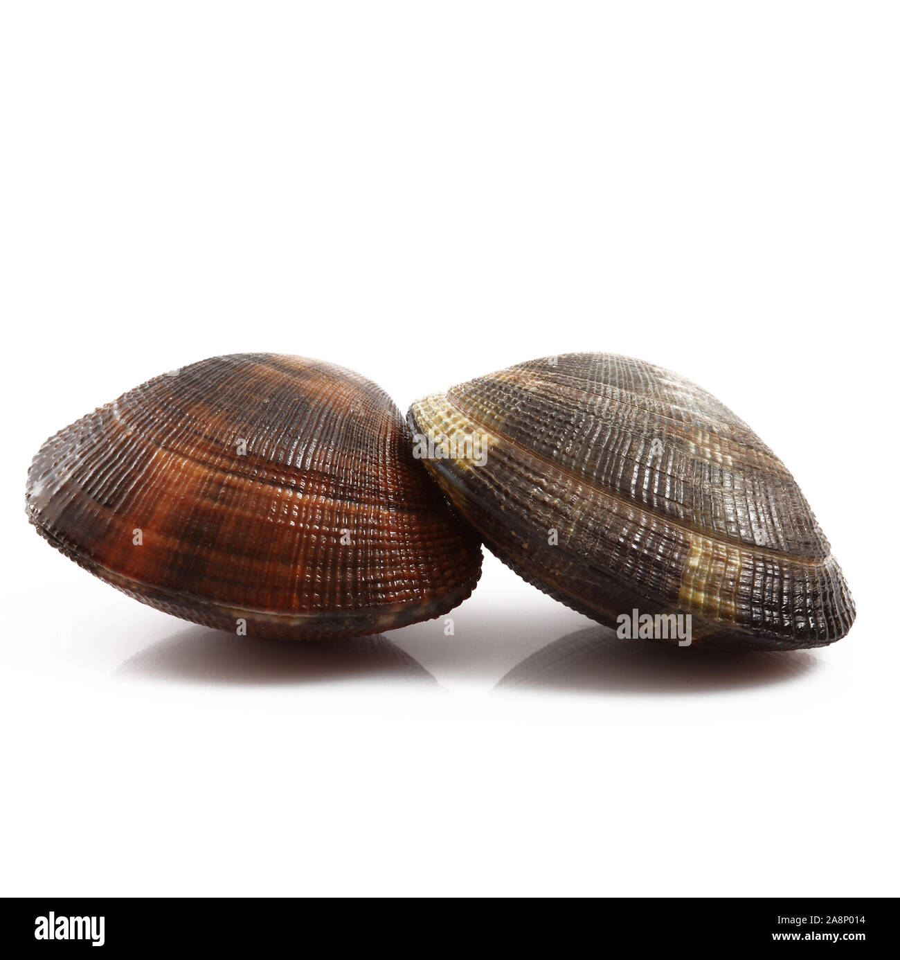 isolated fresh clams on white background Stock Photo - Alamy