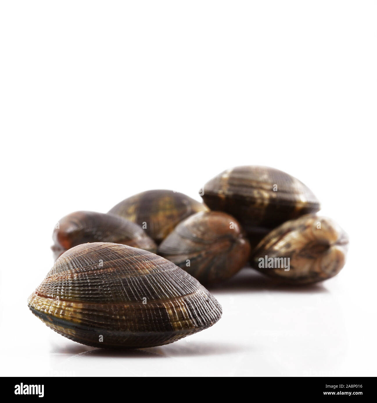 isolated fresh clams on white background Stock Photo - Alamy