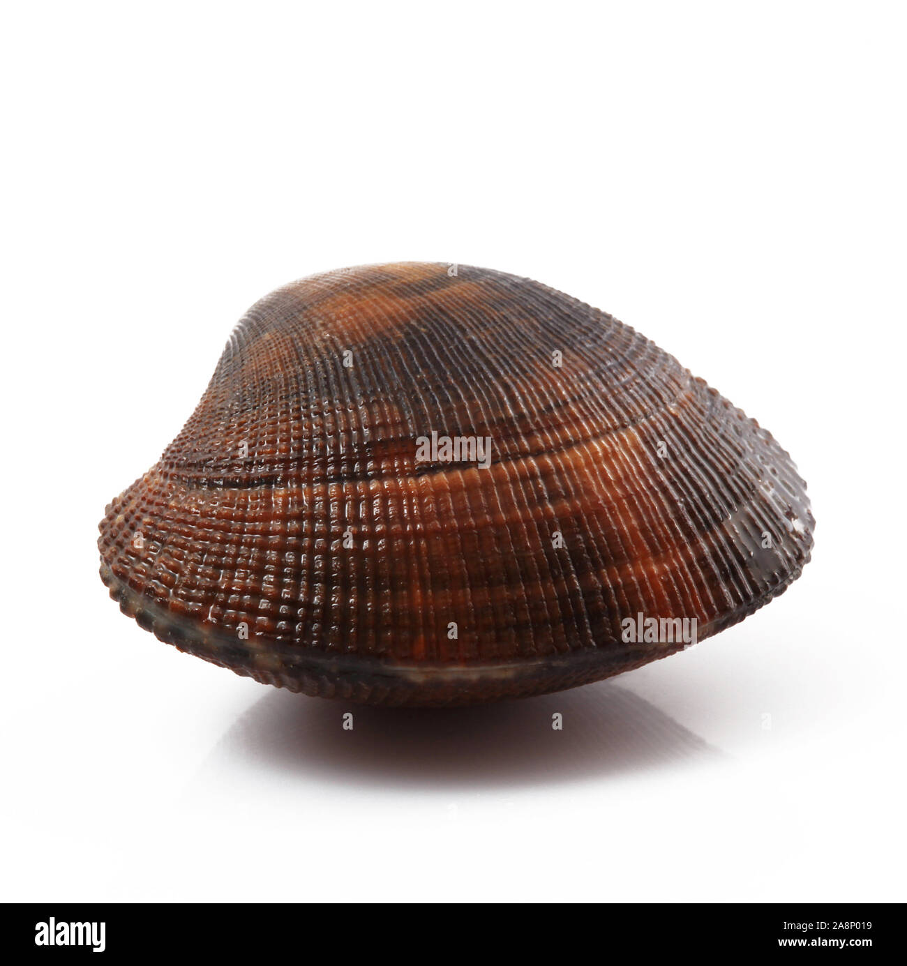 isolated fresh clam on white background Stock Photo - Alamy