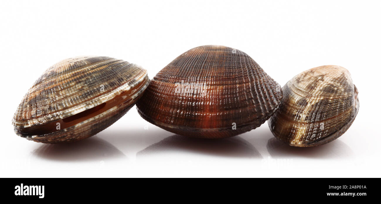 isolated fresh clams on white background Stock Photo - Alamy