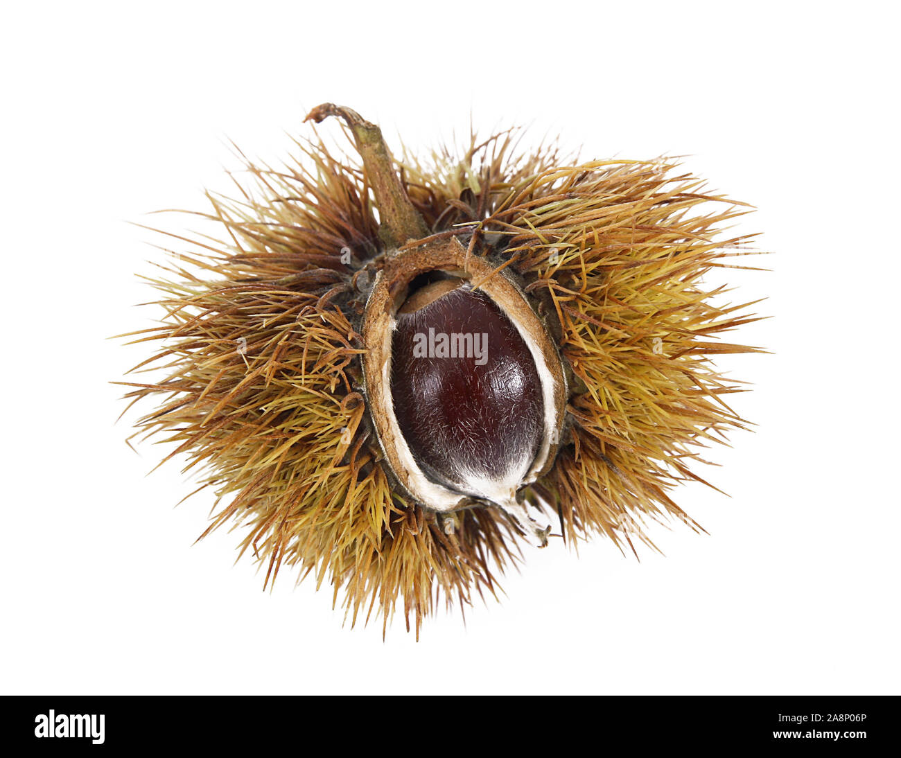 one chestnut on white background Stock Photo - Alamy