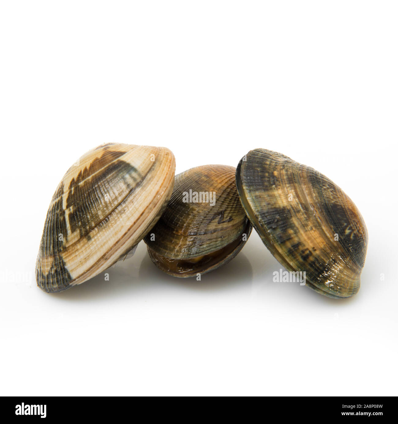 isolated fresh clams on white background Stock Photo - Alamy