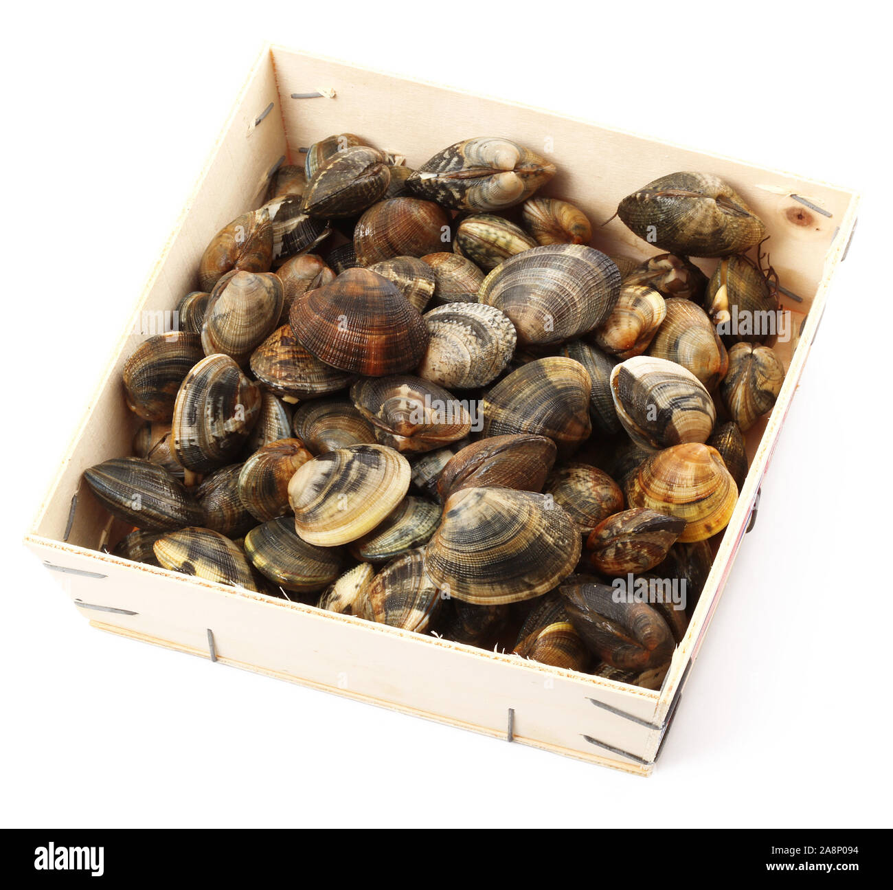 isolated fresh clams on white background Stock Photo - Alamy