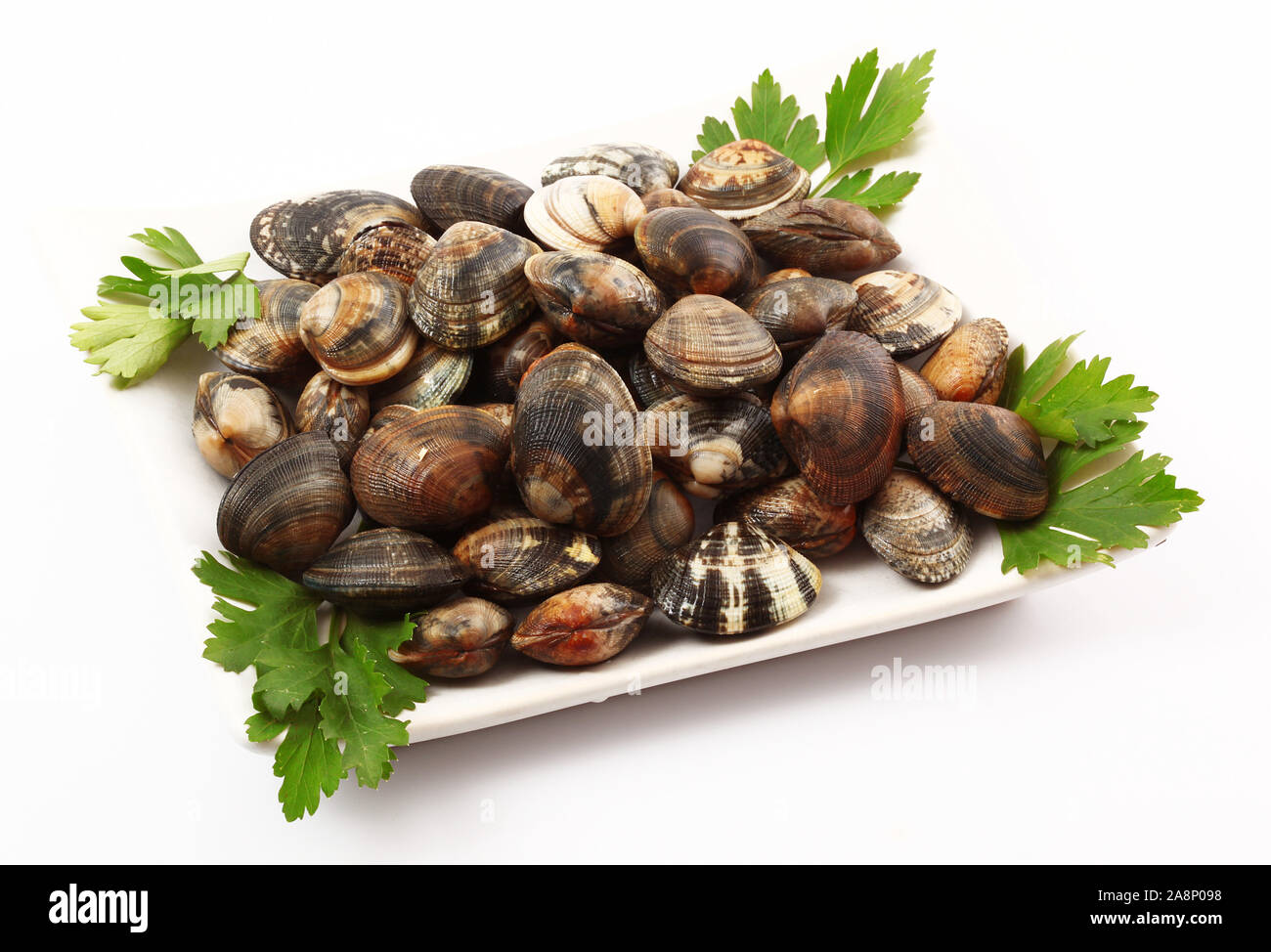 isolated fresh clams on white background Stock Photo - Alamy
