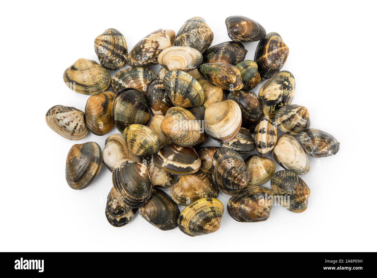 isolated fresh clams on white background Stock Photo - Alamy