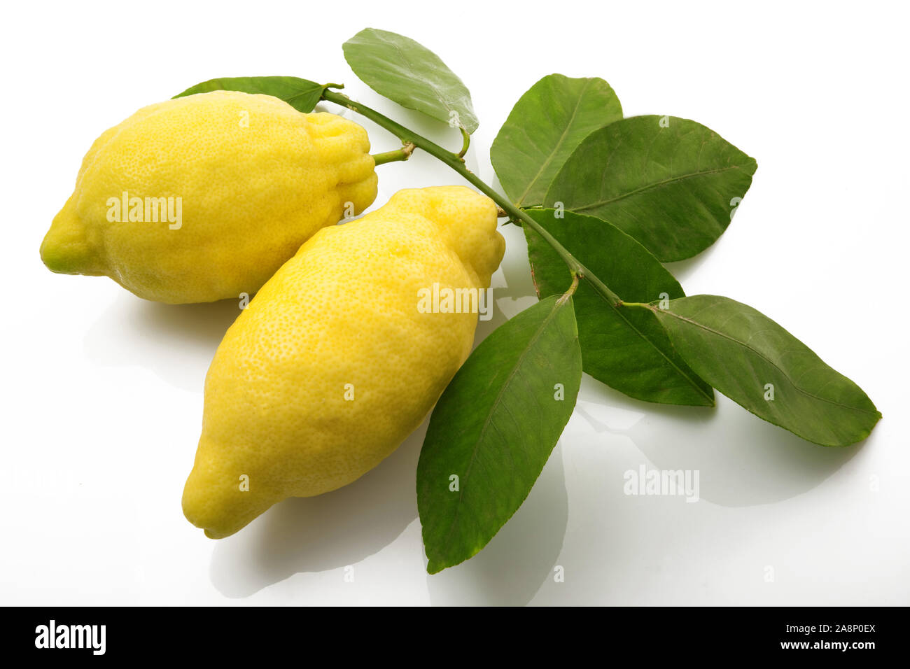 original lemon of Sorrento on white background Stock Photo - Alamy