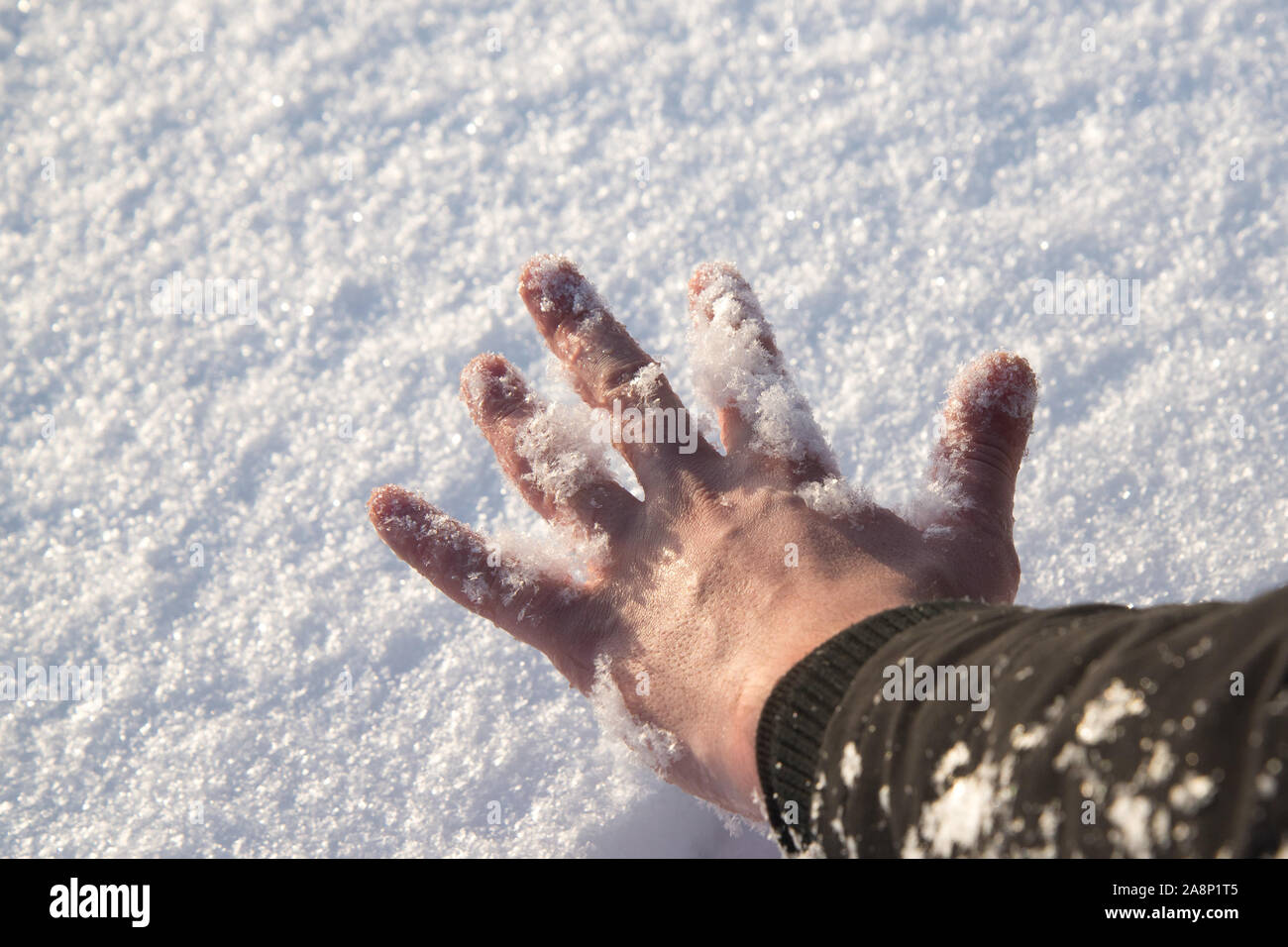 Dramatic hand in the snow. In the winter forest freezes people. Tragedy ...