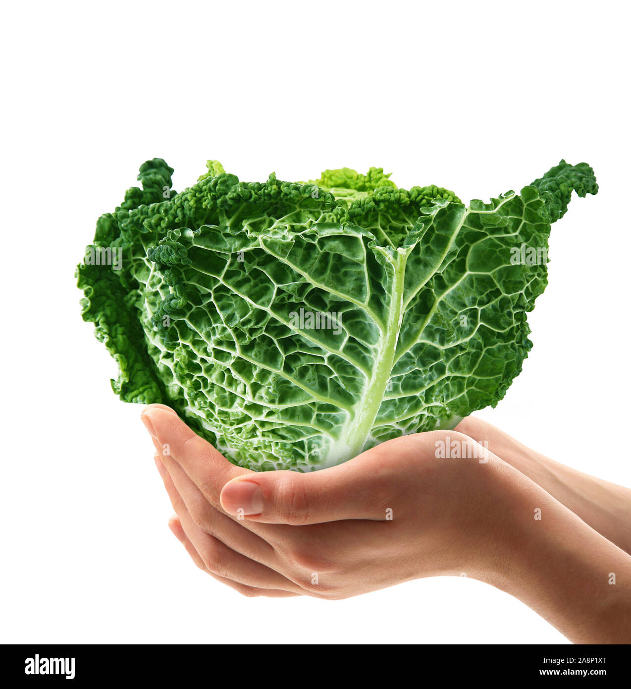 fresh cabbage in the hands on white background Stock Photo - Alamy