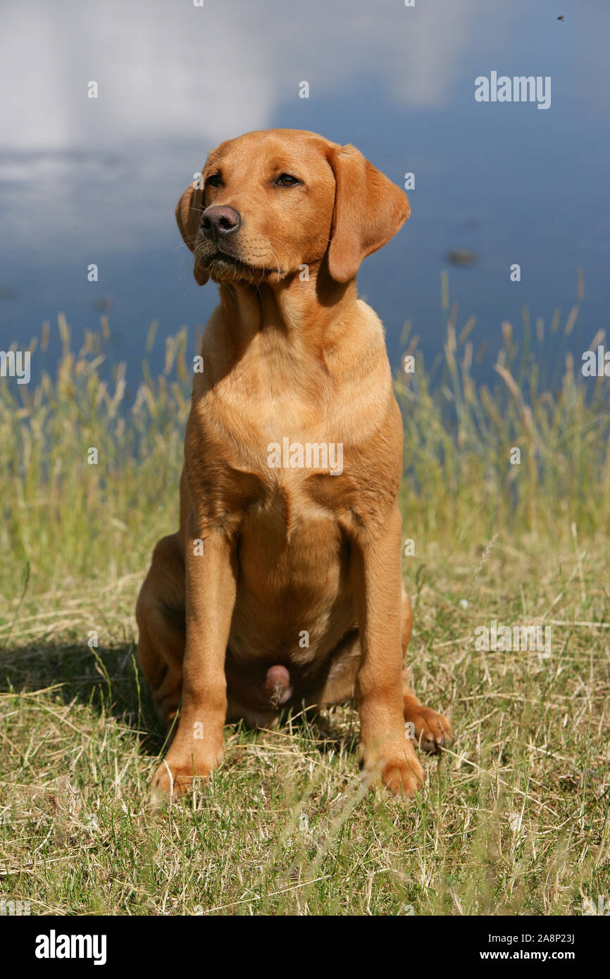 Fox red labrador running hi-res stock photography and images - Alamy