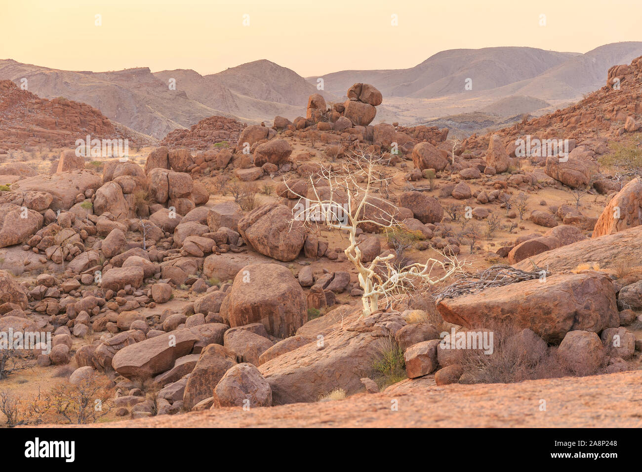 Ghost tree hi-res stock photography and images - Alamy