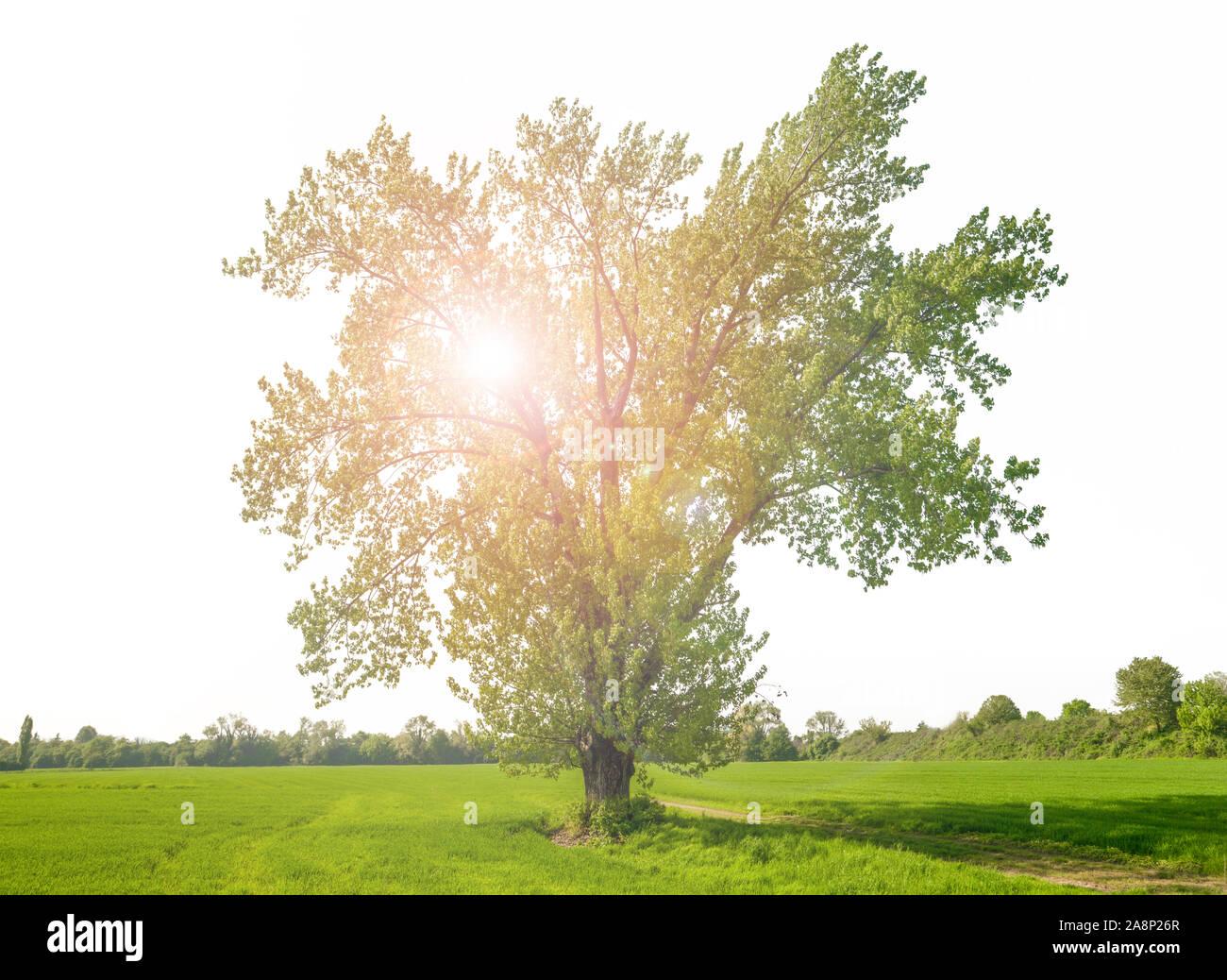 a Huge green isolated tree with reflected light Stock Photo - Alamy
