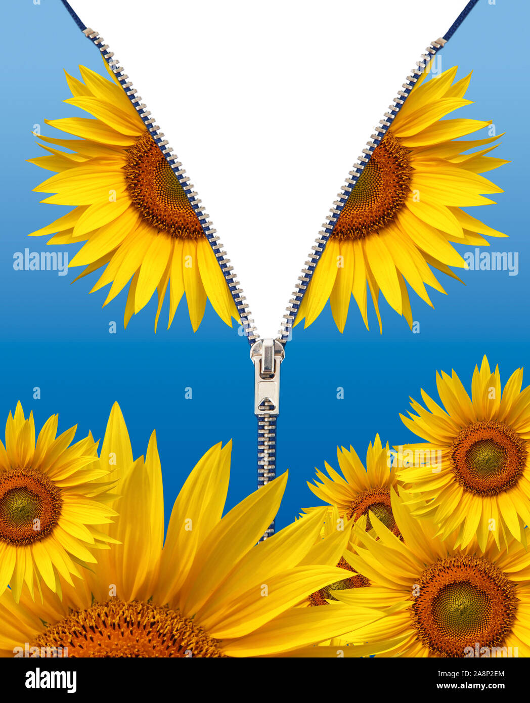 half sunflower on white background Stock Photo - Alamy