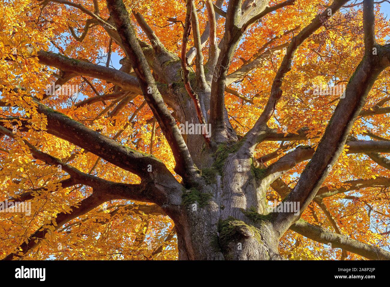 Beech tree silhouette hi-res stock photography and images - Alamy