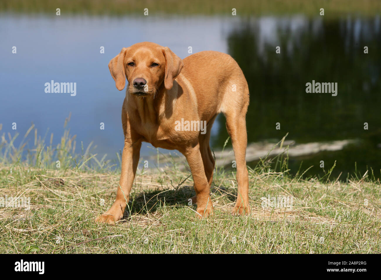 Black labrador retriever retrieving bumper hi-res stock photography and ...