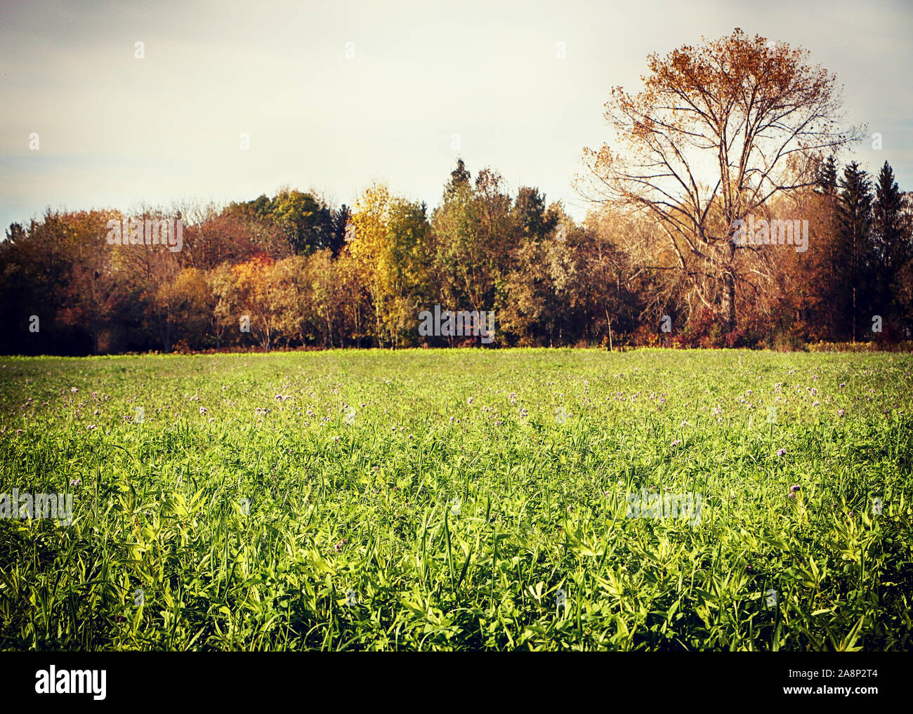 Bavarian rural landscape in autumn: carduus green field and red trees ...