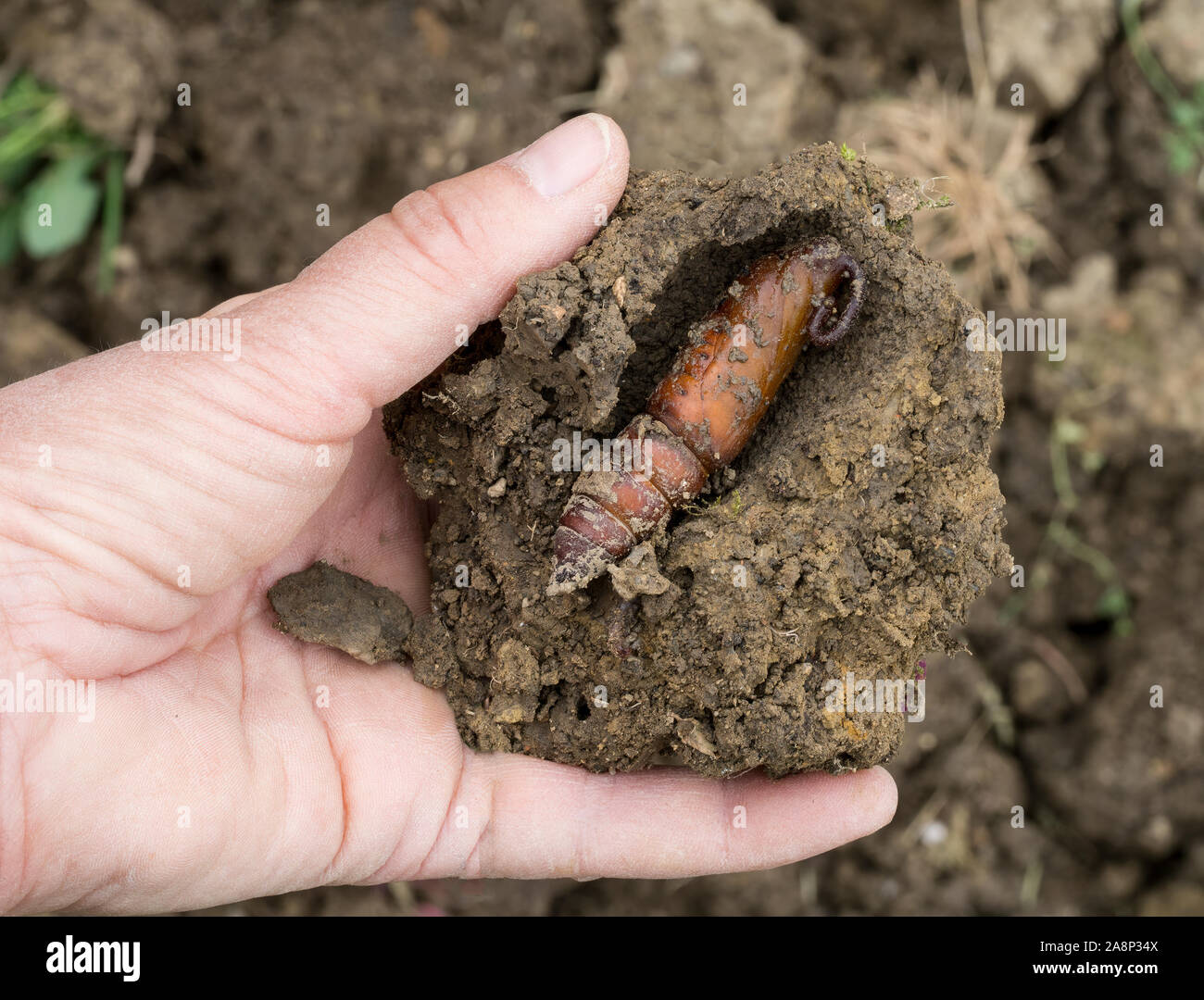 Pupa of Agrius convolvuli, the convolvulus hawk-moth in underground ...