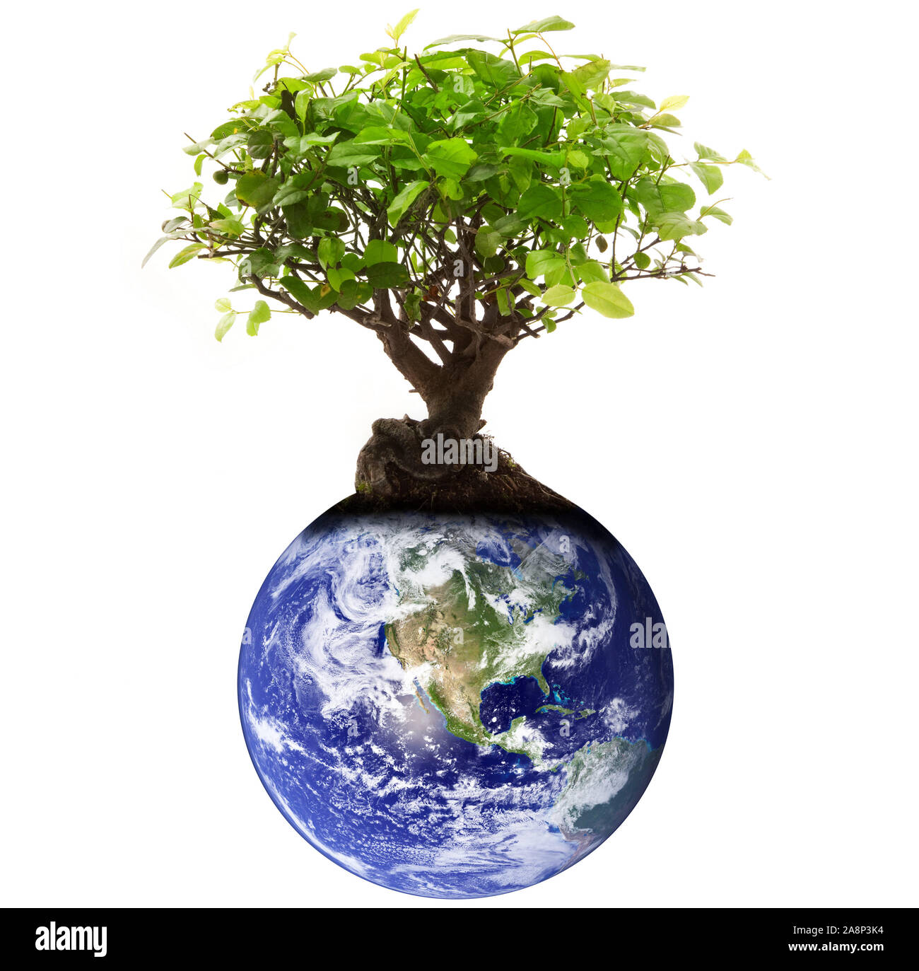 the planet Earth with tree on white background Stock Photo - Alamy