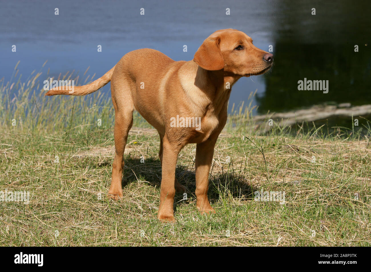 Black labrador retriever retrieving bumper hi-res stock photography and ...