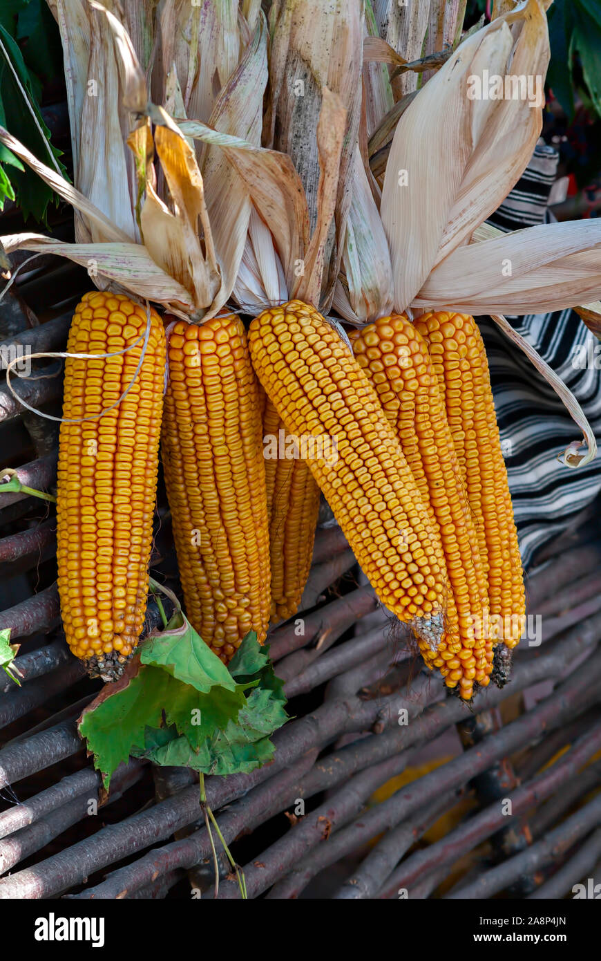 Yellow maize hi-res stock photography and images - Alamy