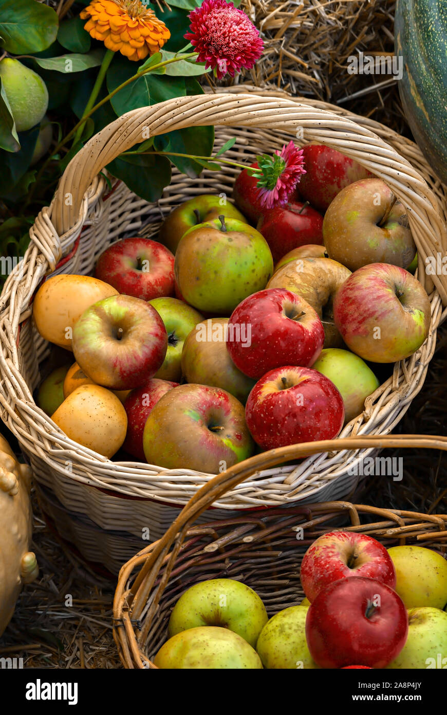 Apples in a basket Stock Photo - Alamy
