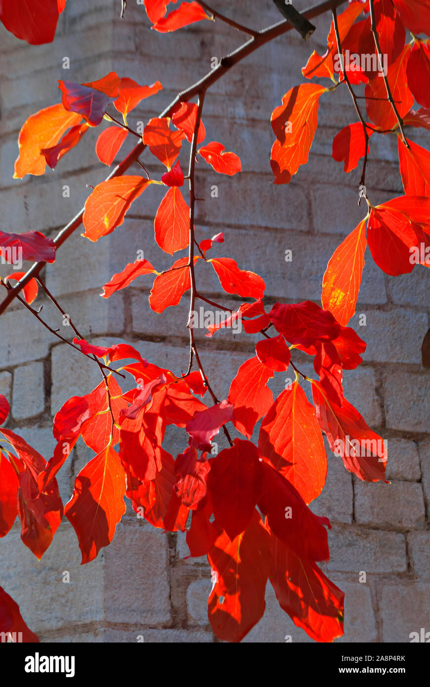 Sunny red leaves hi-res stock photography and images - Alamy