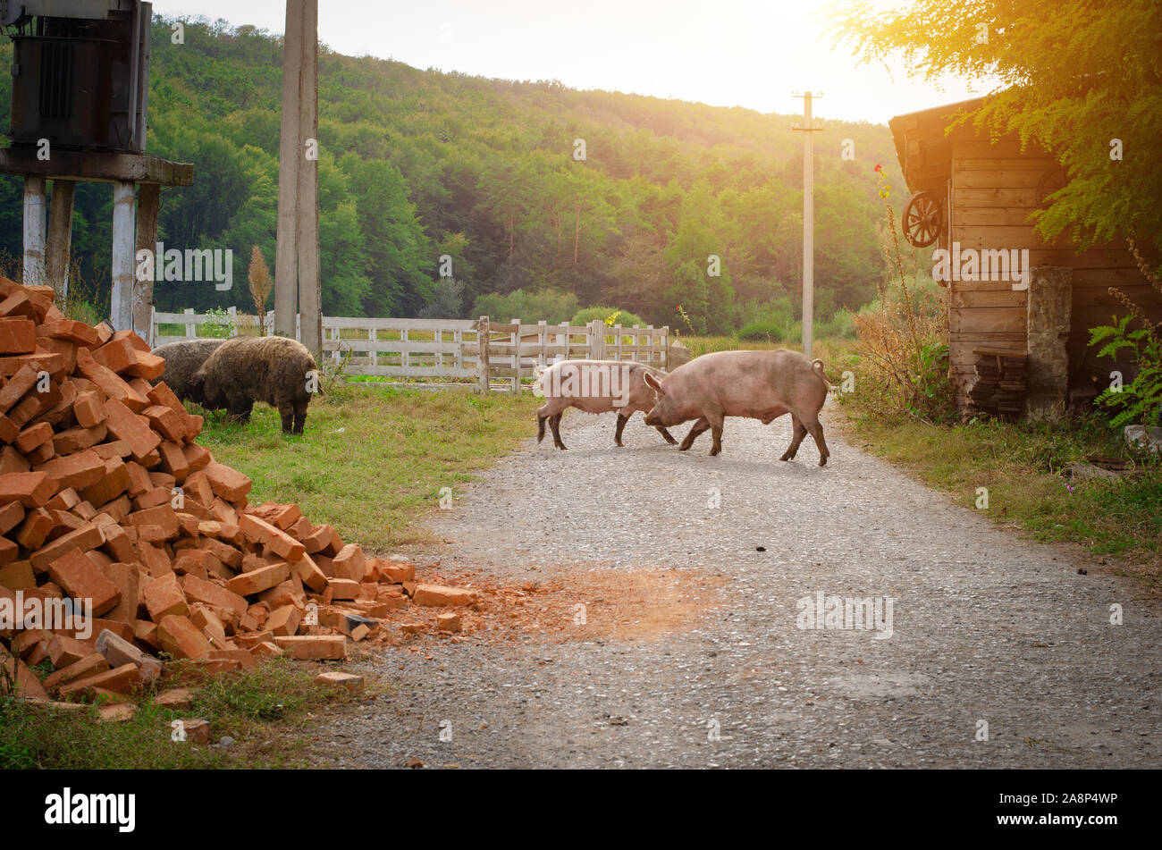 Pigs walk on the road in the countryside. Rural landscape Stock Photo ...