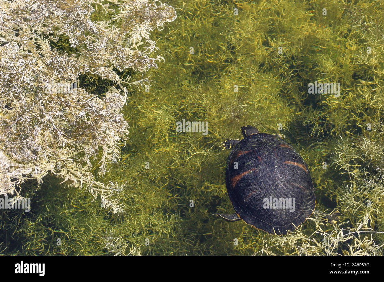 Turtle river georgia hi-res stock photography and images - Alamy