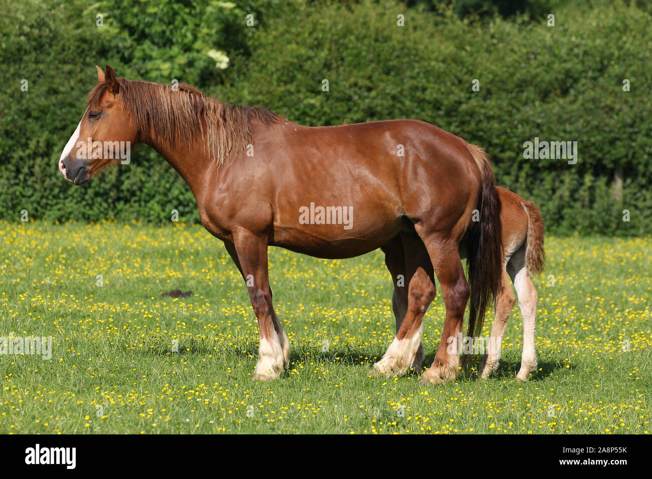Irish draught horse hi-res stock photography and images - Alamy