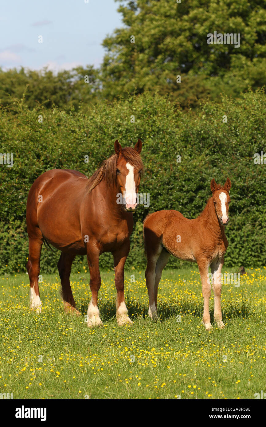 Irish draught horse hi-res stock photography and images - Alamy