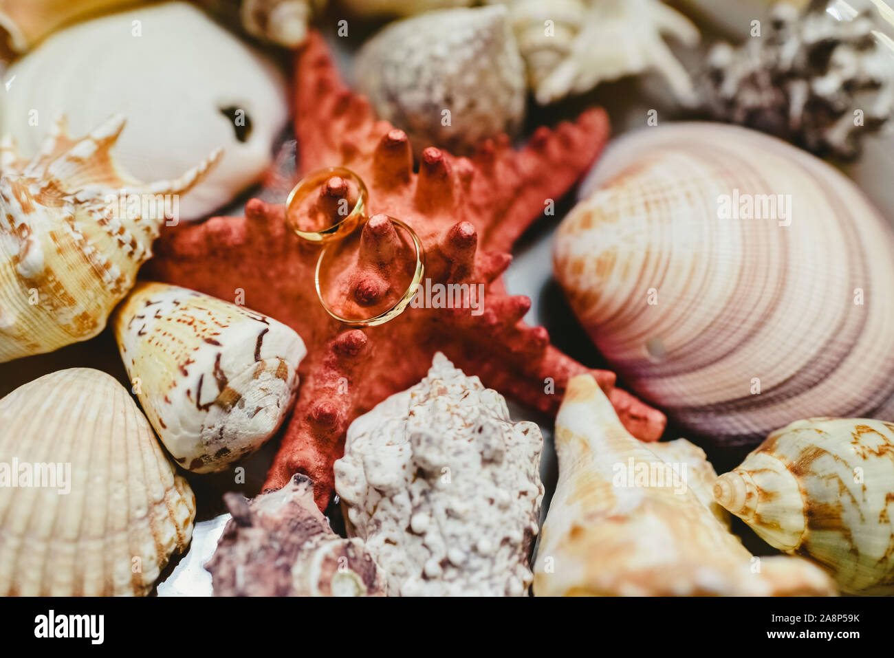 Wedding rings surrounded by seashells, framed in maritime theme Stock ...