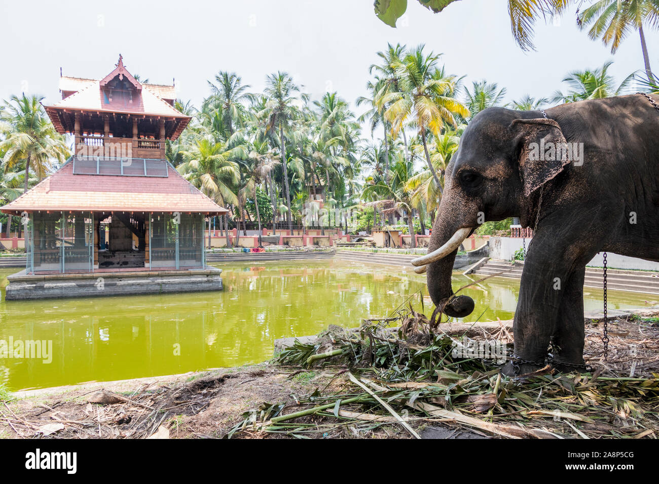 Big elephant in Siva Temple in Kochi or Cochin, India Stock Photo - Alamy