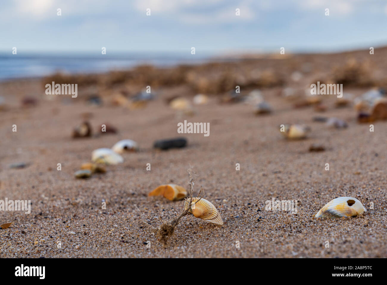 Shells and pebbles on Snettisham Beach, Norfolk, England, UK Stock ...