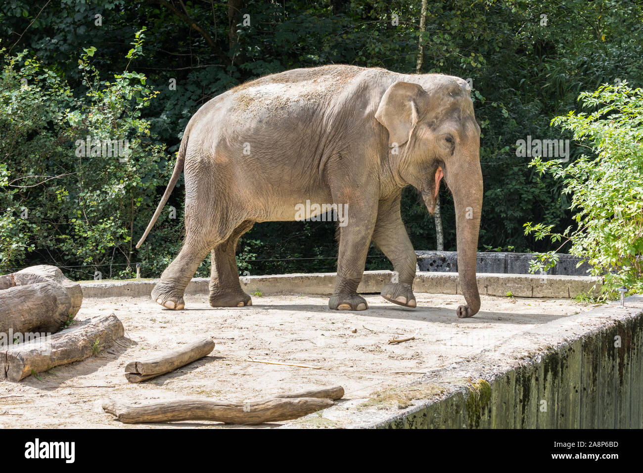 Asian elephant hi-res stock photography and images - Alamy