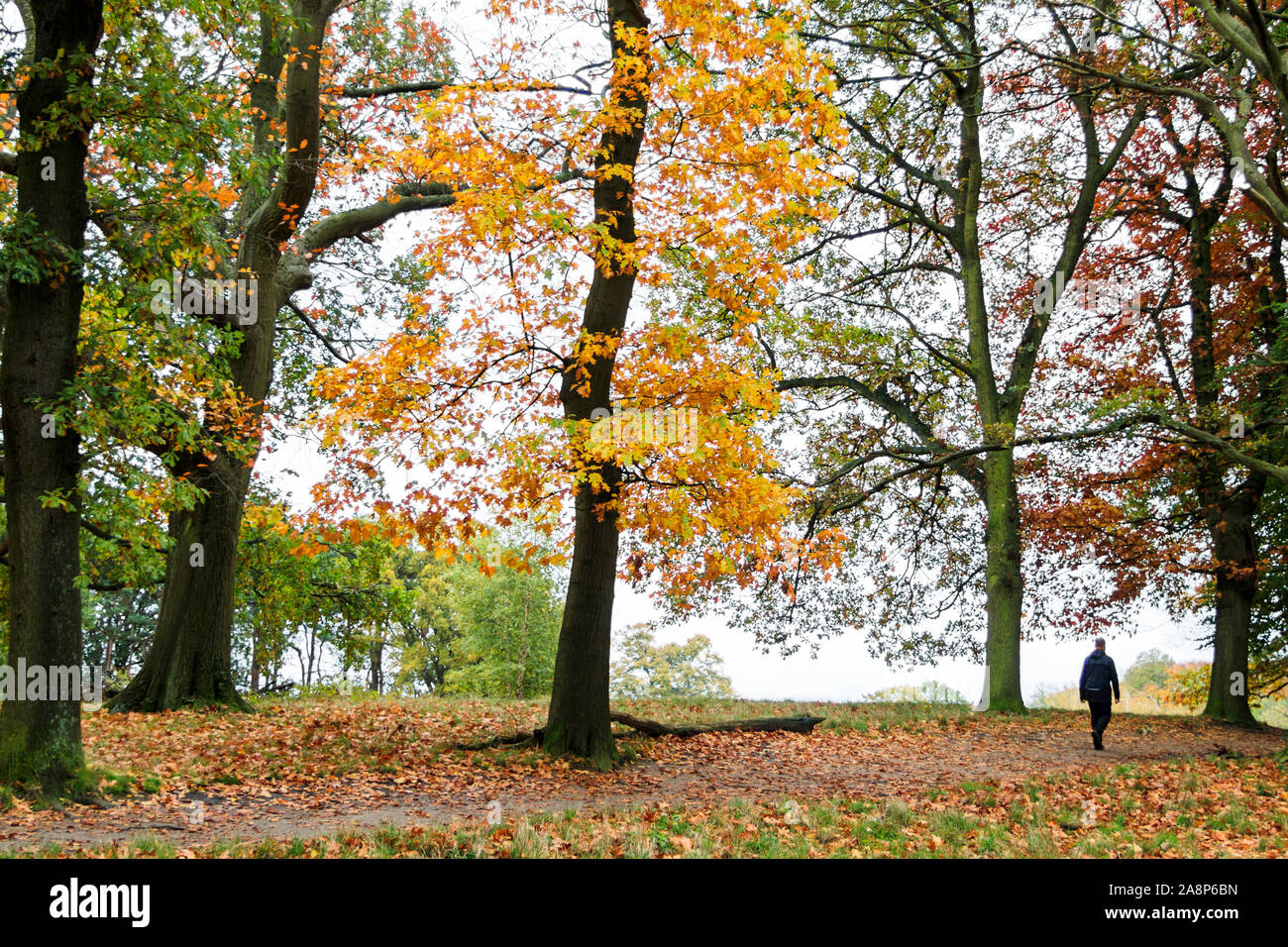 Walking trees hi-res stock photography and images - Alamy