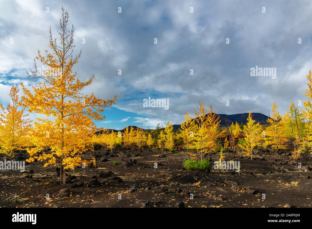 Yellow and green leaves of trees. Burned Pillars. Golden autumn. Dead ...