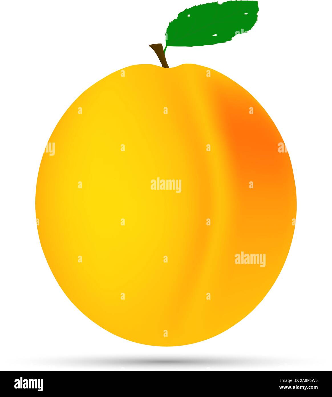 Vector Drawing Nutrition Concept Realistic Image Apricot Stock Vector Image And Art Alamy