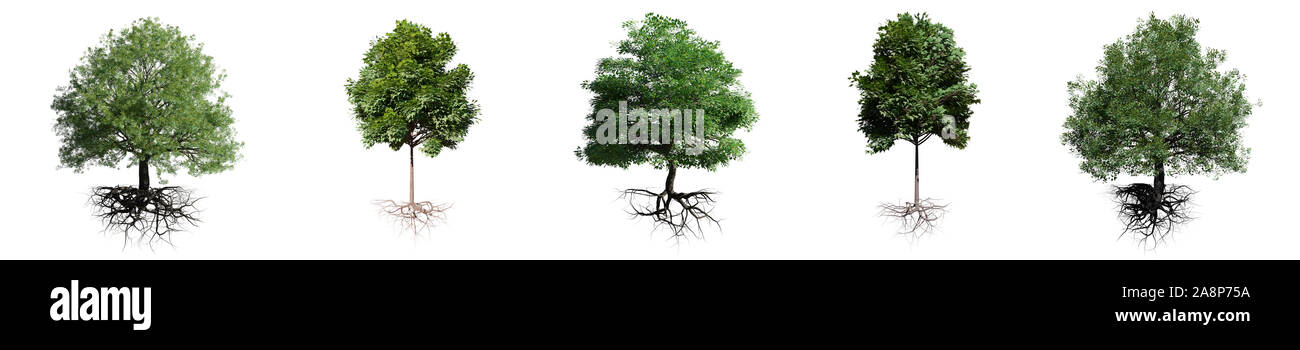 trees with roots isolated on white background Stock Photo - Alamy