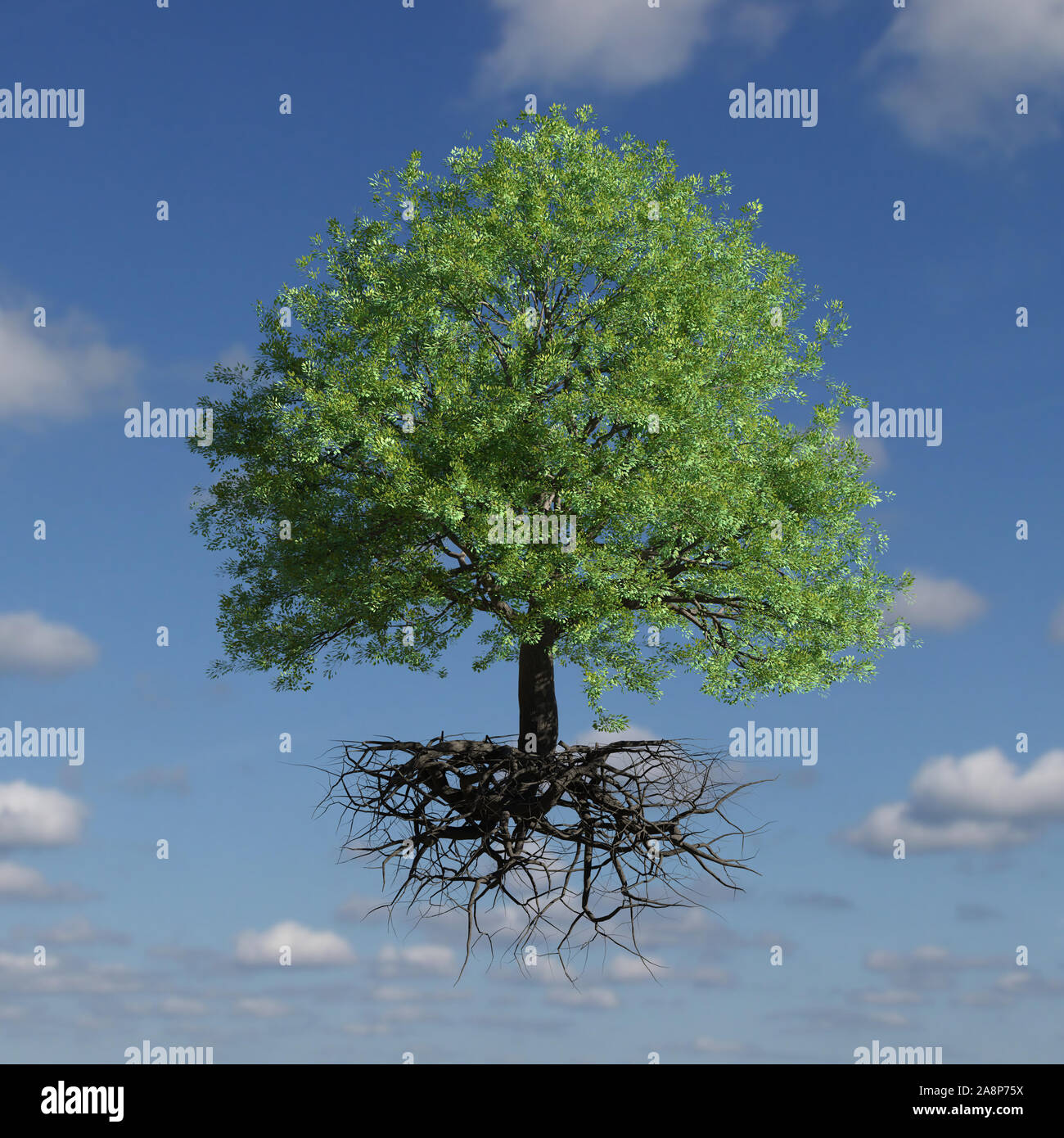 beautiful tree with roots floating in the sky Stock Photo - Alamy