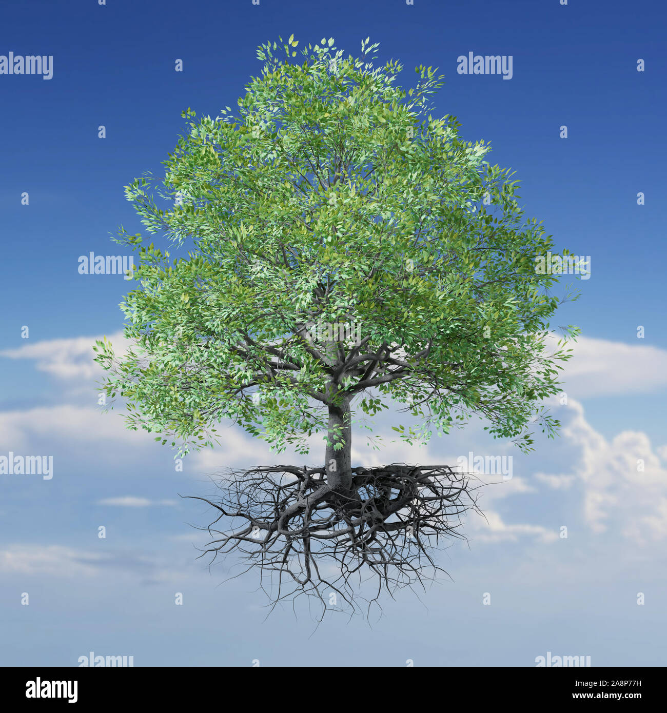 beautiful tree with roots floating in the sky Stock Photo - Alamy