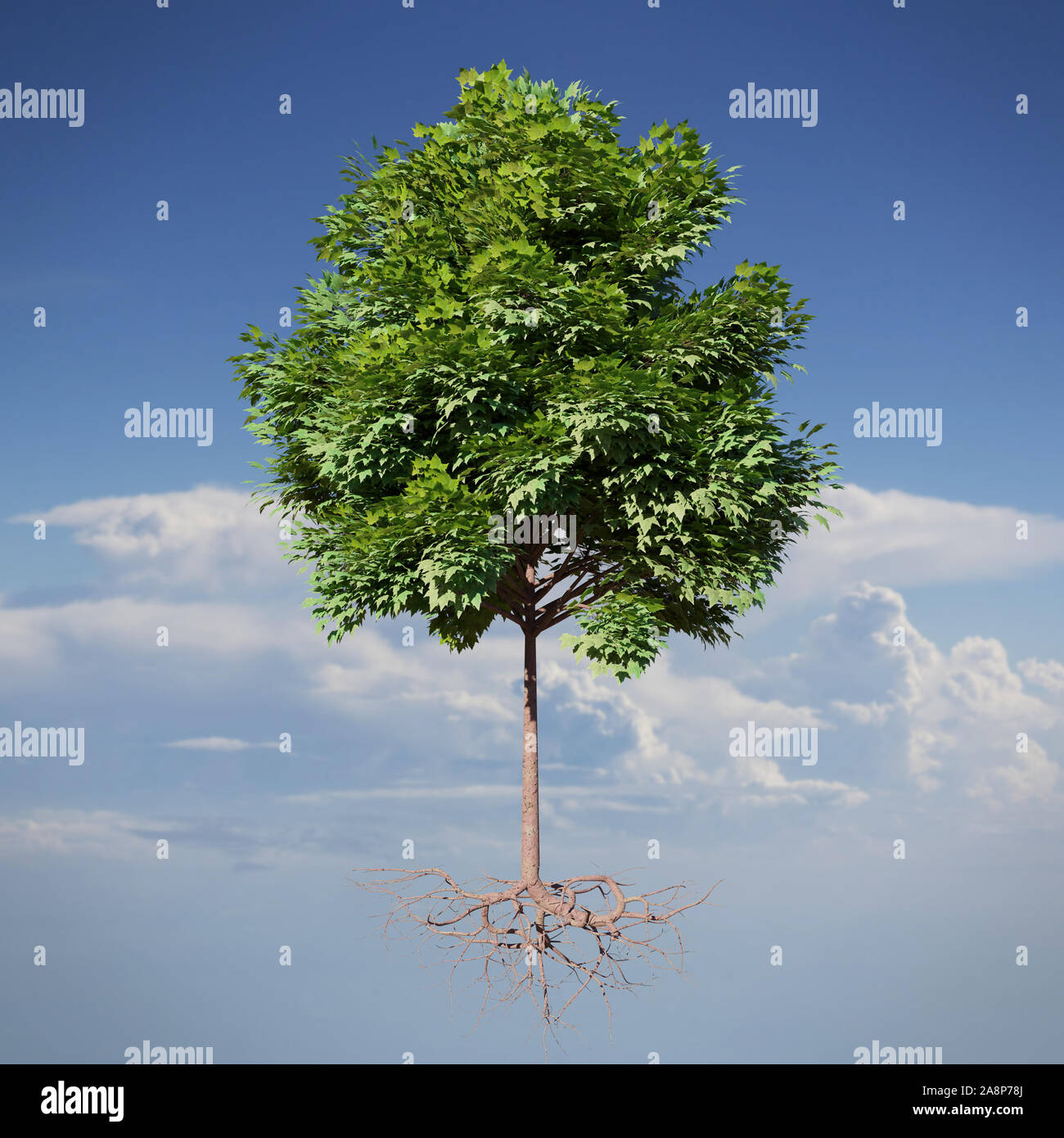 tree with roots floating in the sky Stock Photo - Alamy