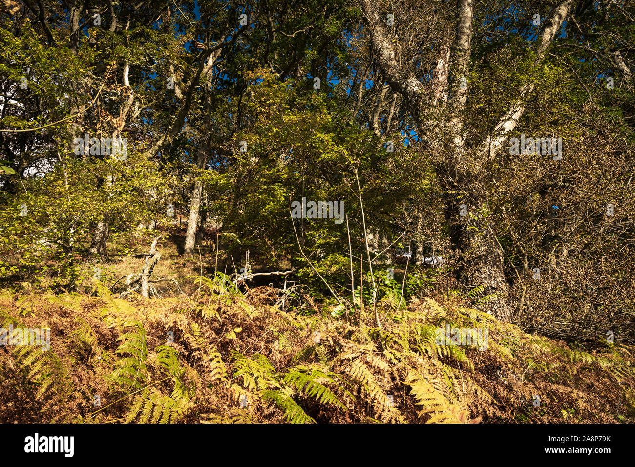 A confusion of autumnal trees and bracken illuminated by natural light ...