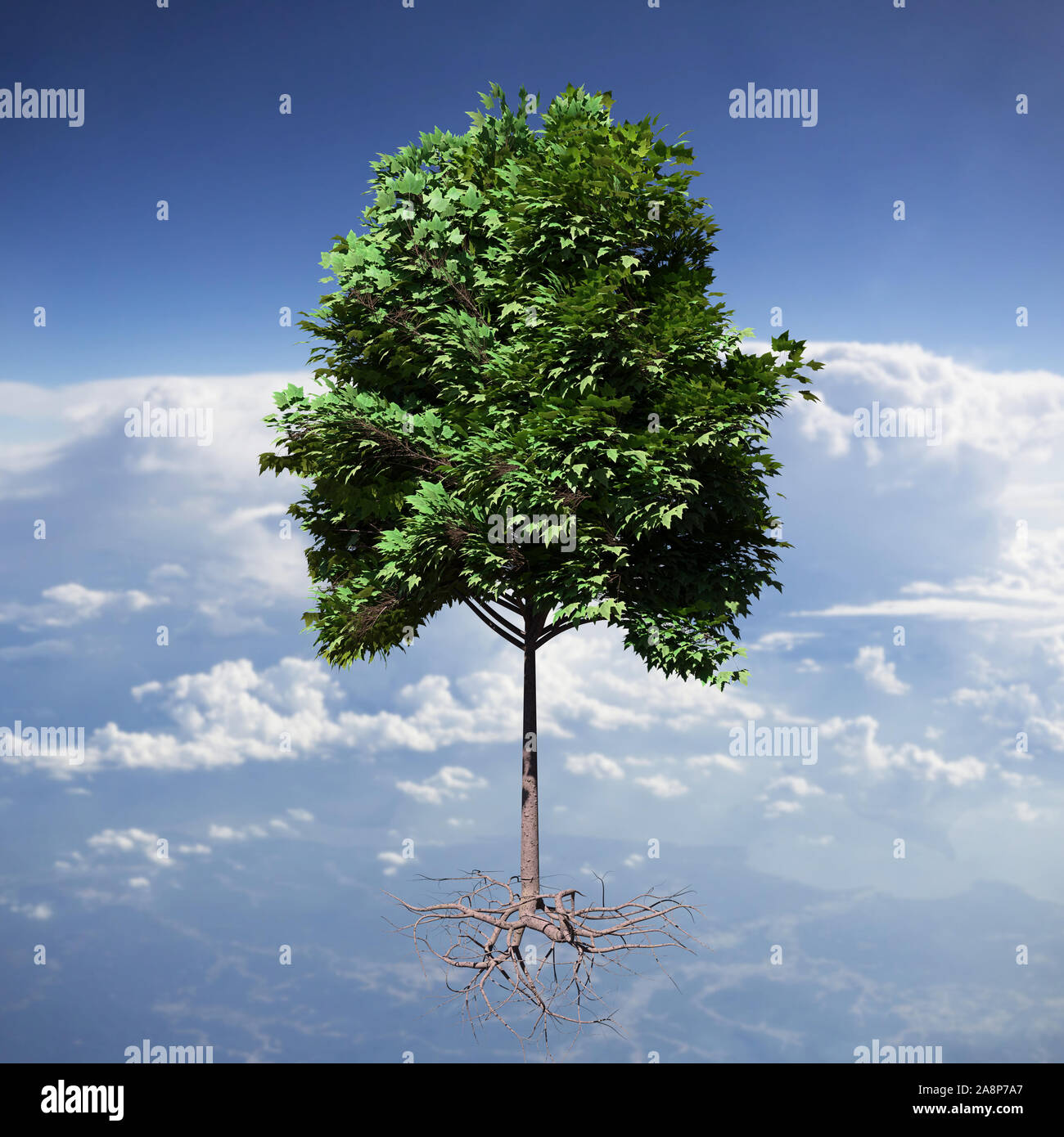 Tree With Roots Cutout High Resolution Stock Photography and Images - Alamy
