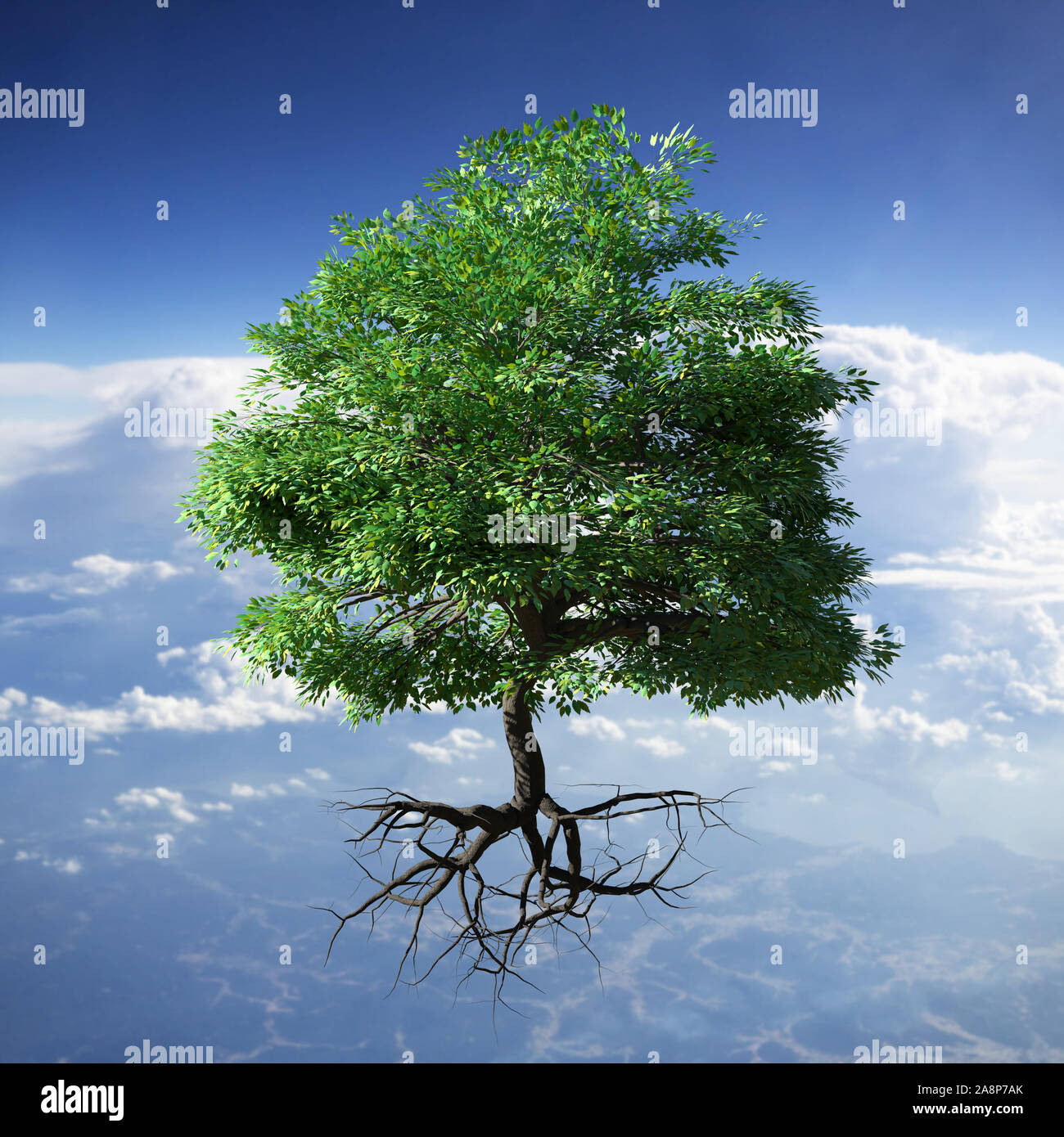 Tree With Roots Cutout High Resolution Stock Photography and Images - Alamy