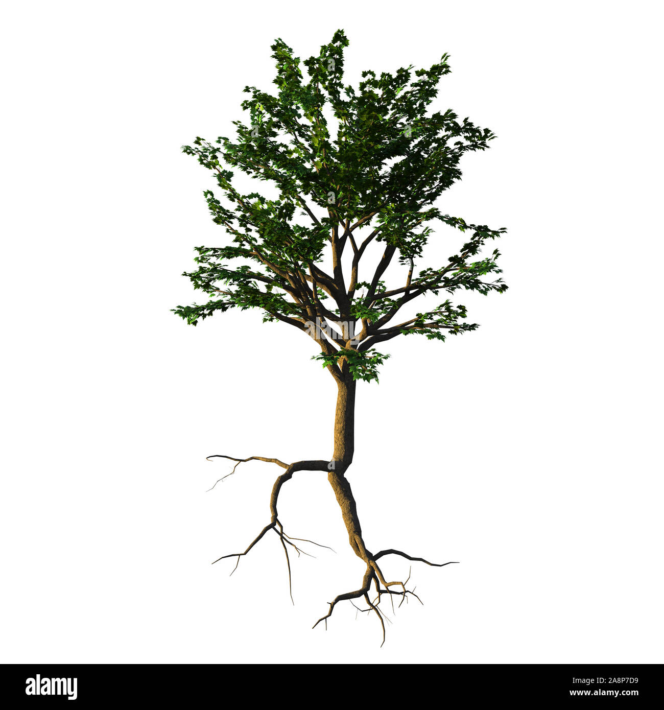 Tree With Roots Cutout High Resolution Stock Photography and Images - Alamy