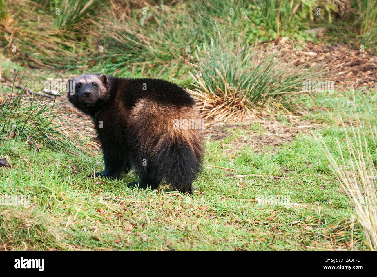 A landscape image of a captive Wolverine, Gulo gulo, at the Highland ...